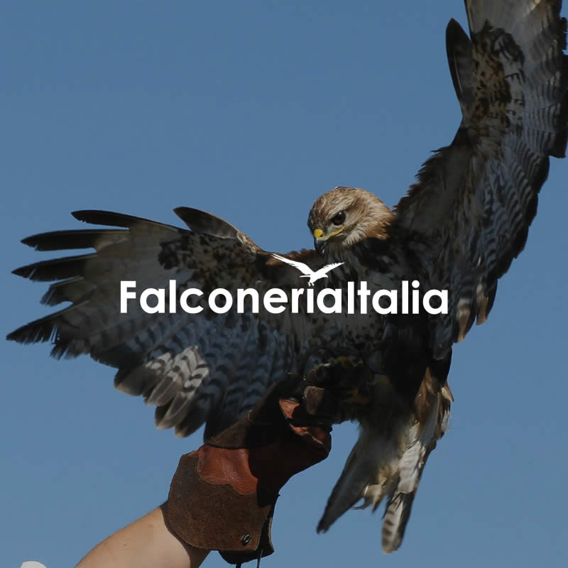 La falconeria per allontanare piccioni e uccelli infestanti ...